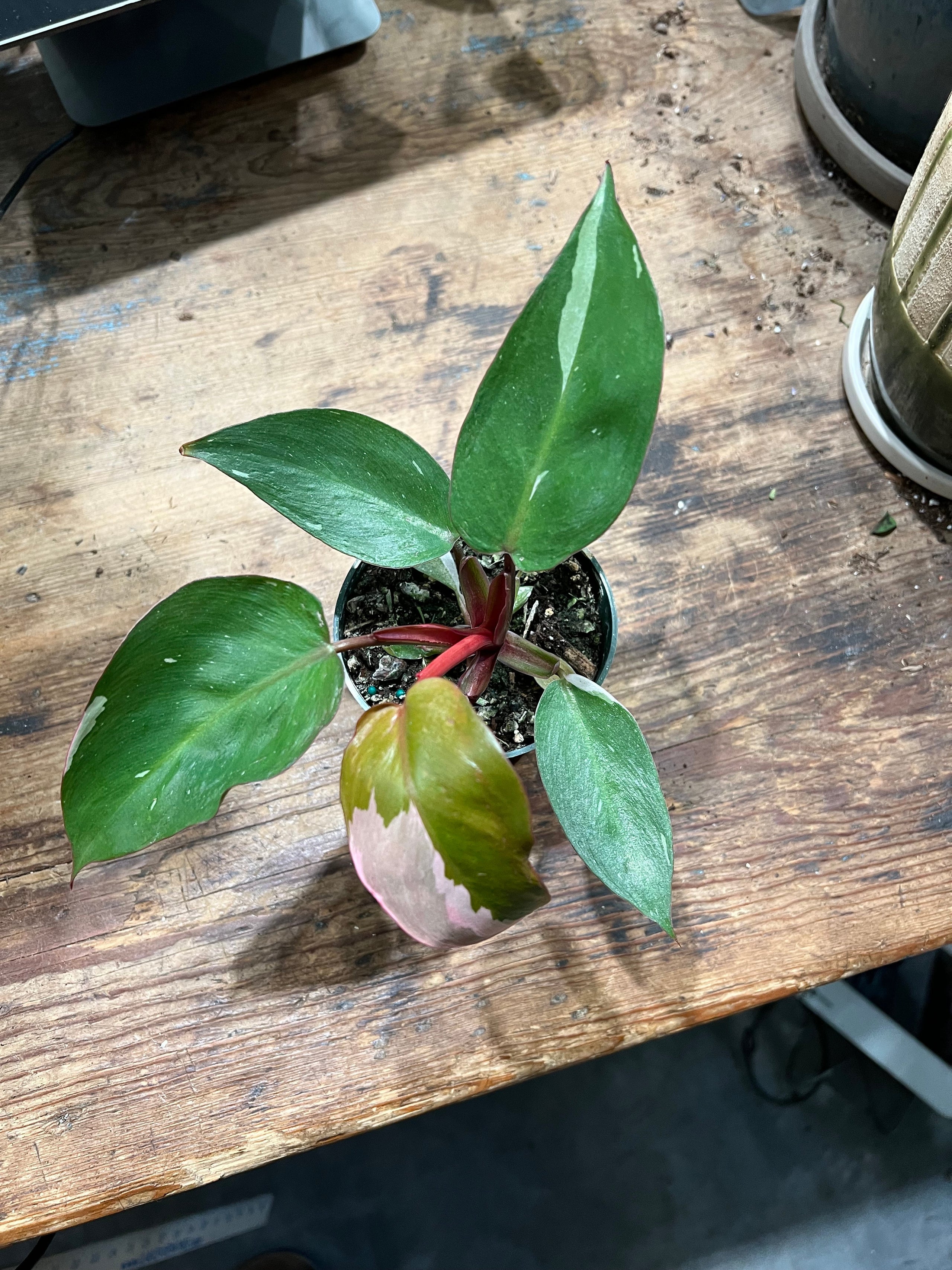 Philodendron Pink Princess | Primrose Chicago
